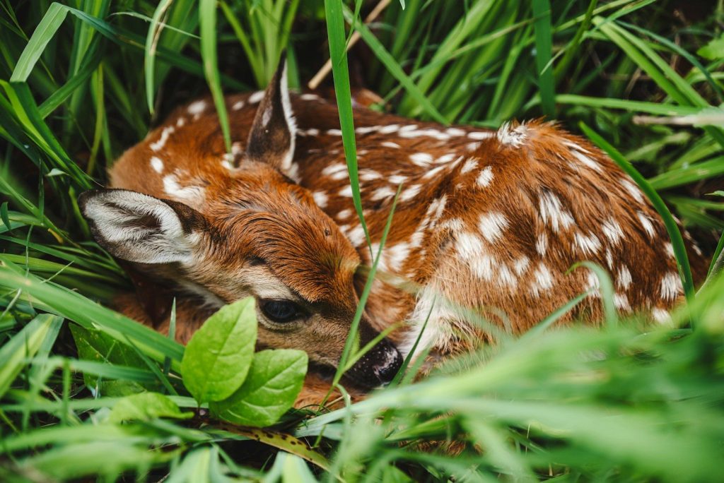 How to keep deer from eating your plants