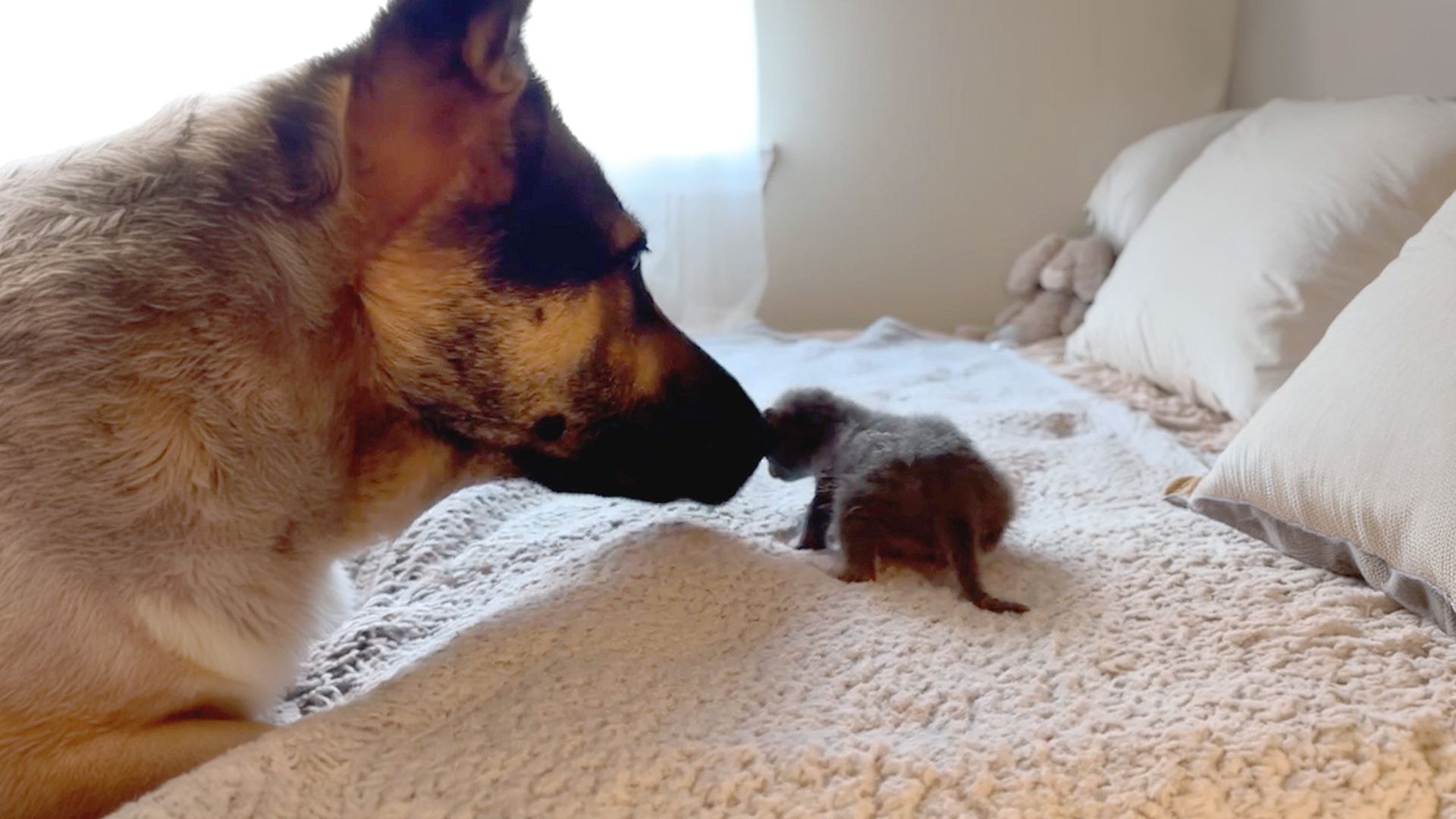 This feral cat chose the perfect nanny for her kittens