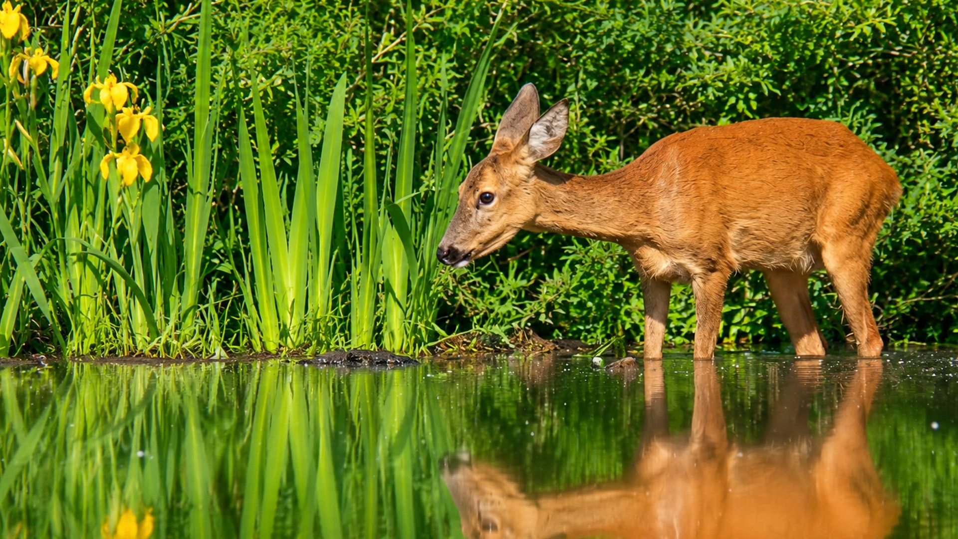 A camera trap captured deer visiting this watering spot