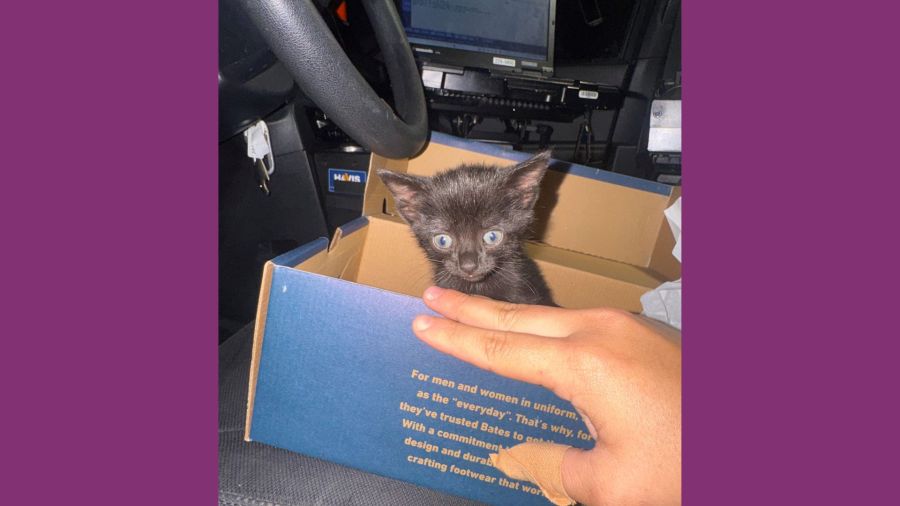 Virginia State Police trooper rescues kitten from I-395 near King Street