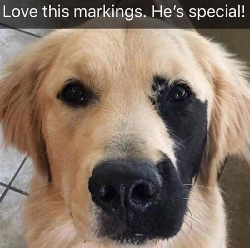 An afternoon scroll of pet memes when life needs Saturday slowness
