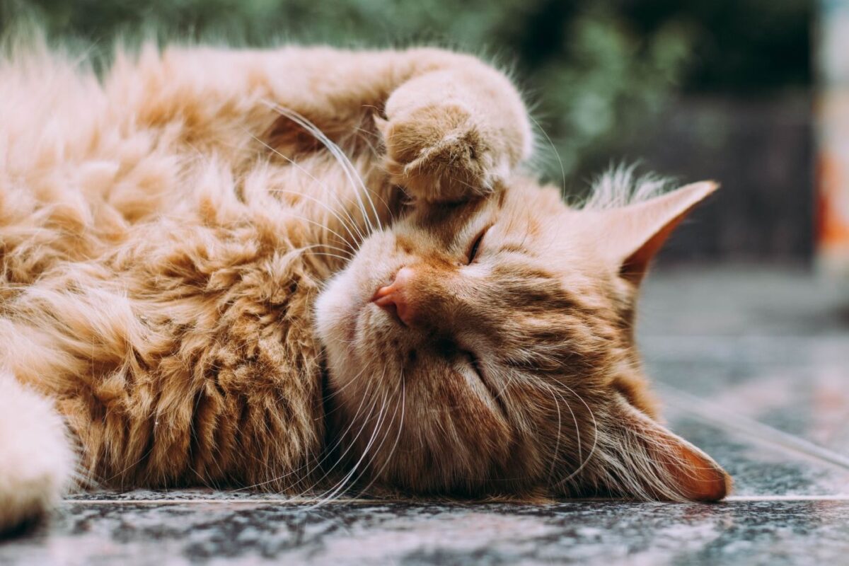 Your cat keeps shaking its head — and most owners don’t know what it’s ...