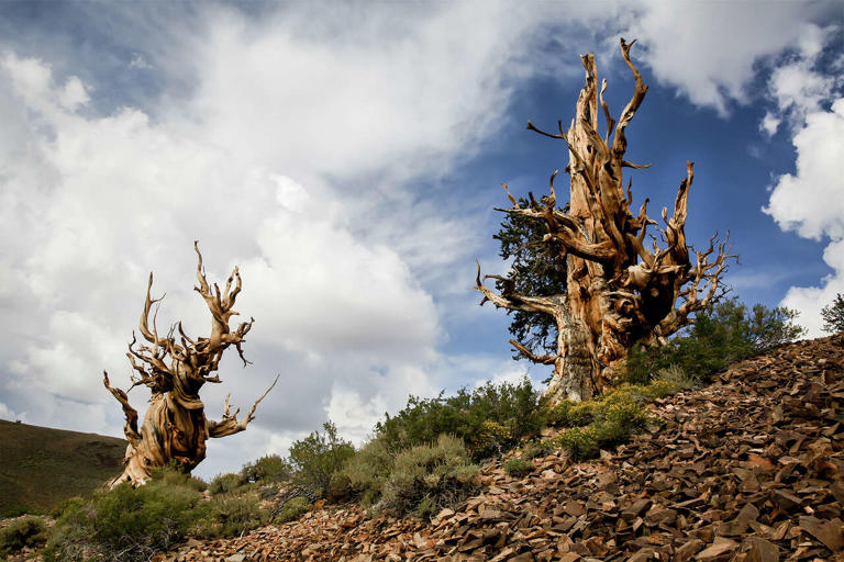 'Obscenely damaging': Video catches off-roader in California's ancient ...