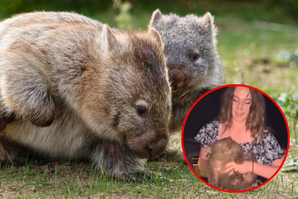 ‘How do you plan on proving that?’ influencer who stole a wombat asked ...