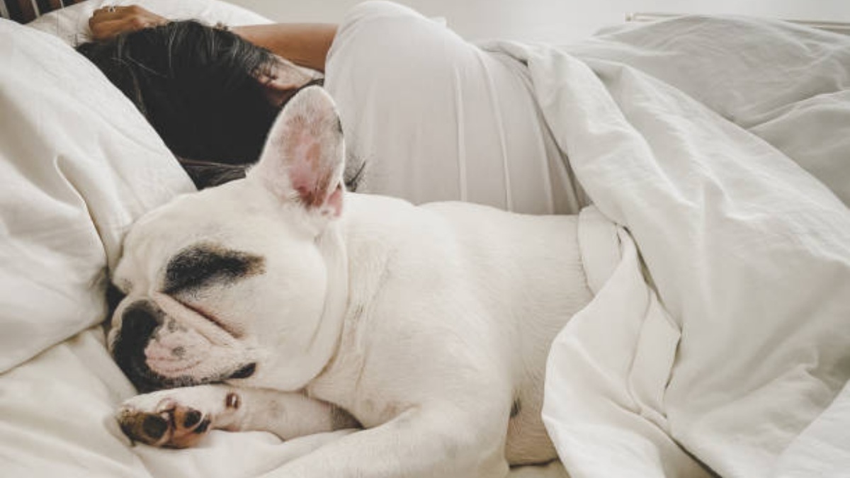 What does it mean when your dog sleeps with his head on your pillow ...