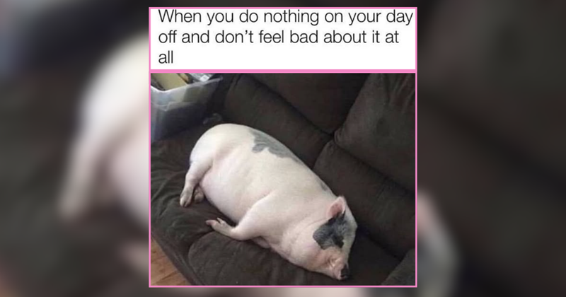 An afternoon scroll of pet memes when life needs Saturday slowness