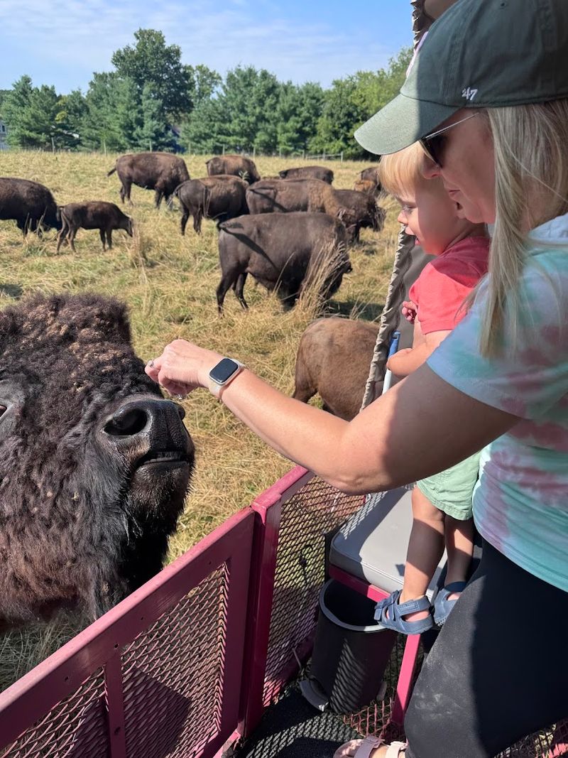 The hidden Indiana bison ranch where you ride a tractor wagon directly ...