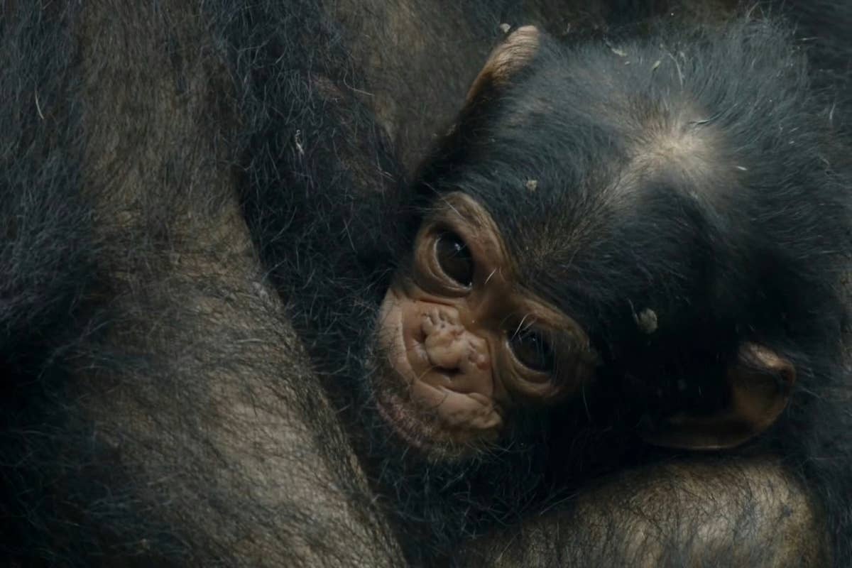Mother chimpanzee’s gentle curiosity toward a baby is captivating viewers