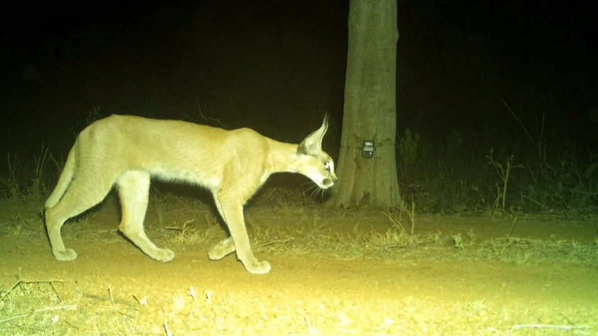 Rare caracal spotted in Kuno National Park after decades, boosting ...