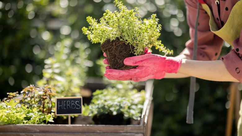 10 helpful tips for growing a thriving herb garden