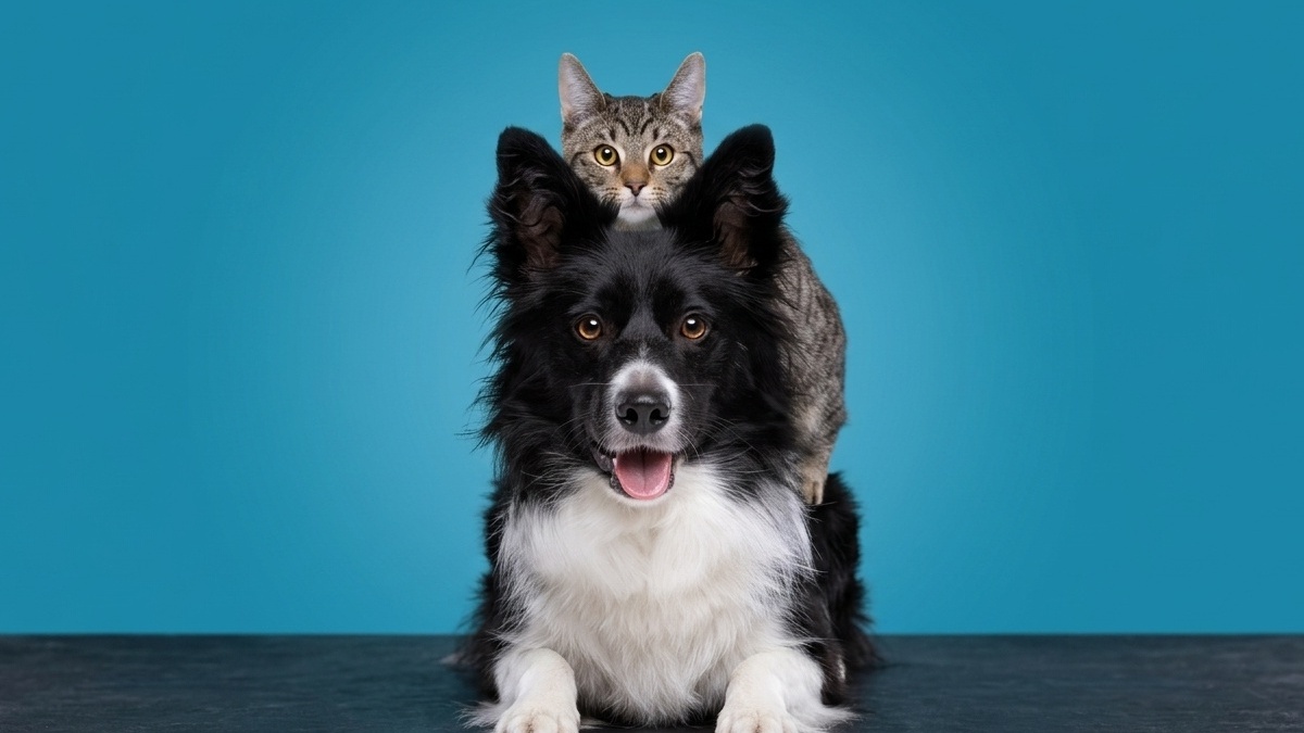 Protect your furry bestie: 8 dangerous products that are toxic for your ...