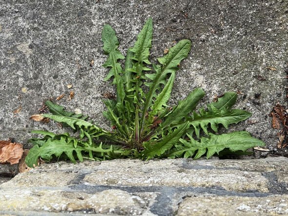 I stop weeds growing on my patio with everyday kitchen items everyone has