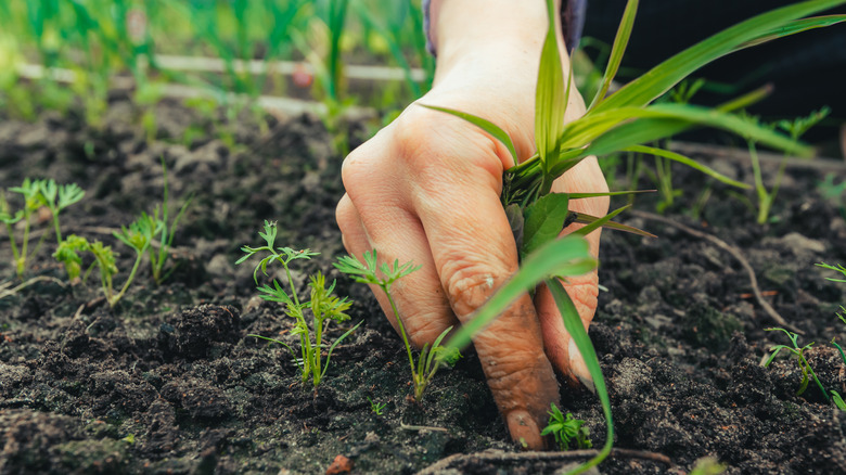 12 common types of weeds that are attracting pests to your yard