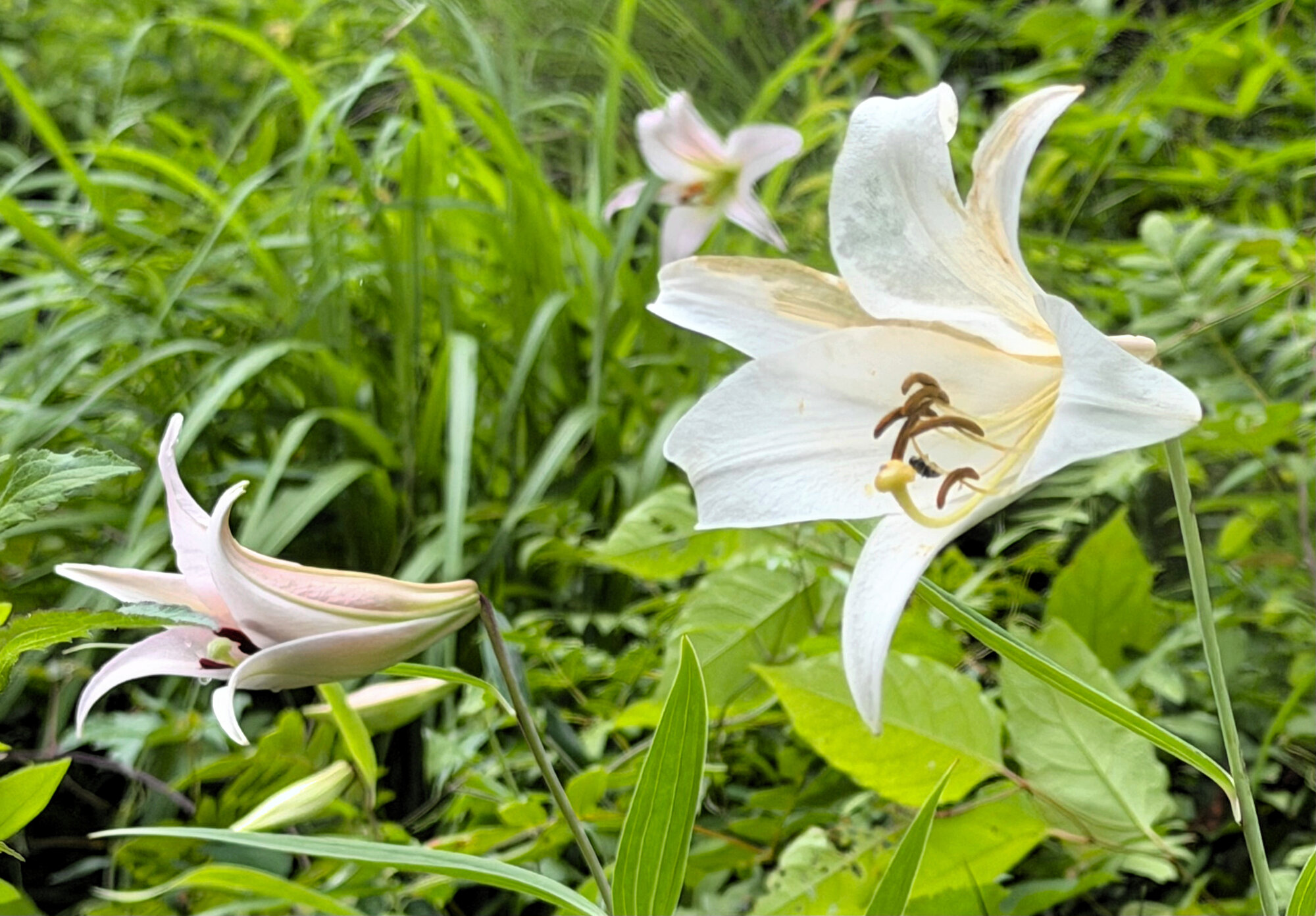 初夏の香り「市の花」ササユリ咲き始める 丹波篠山・法円寺