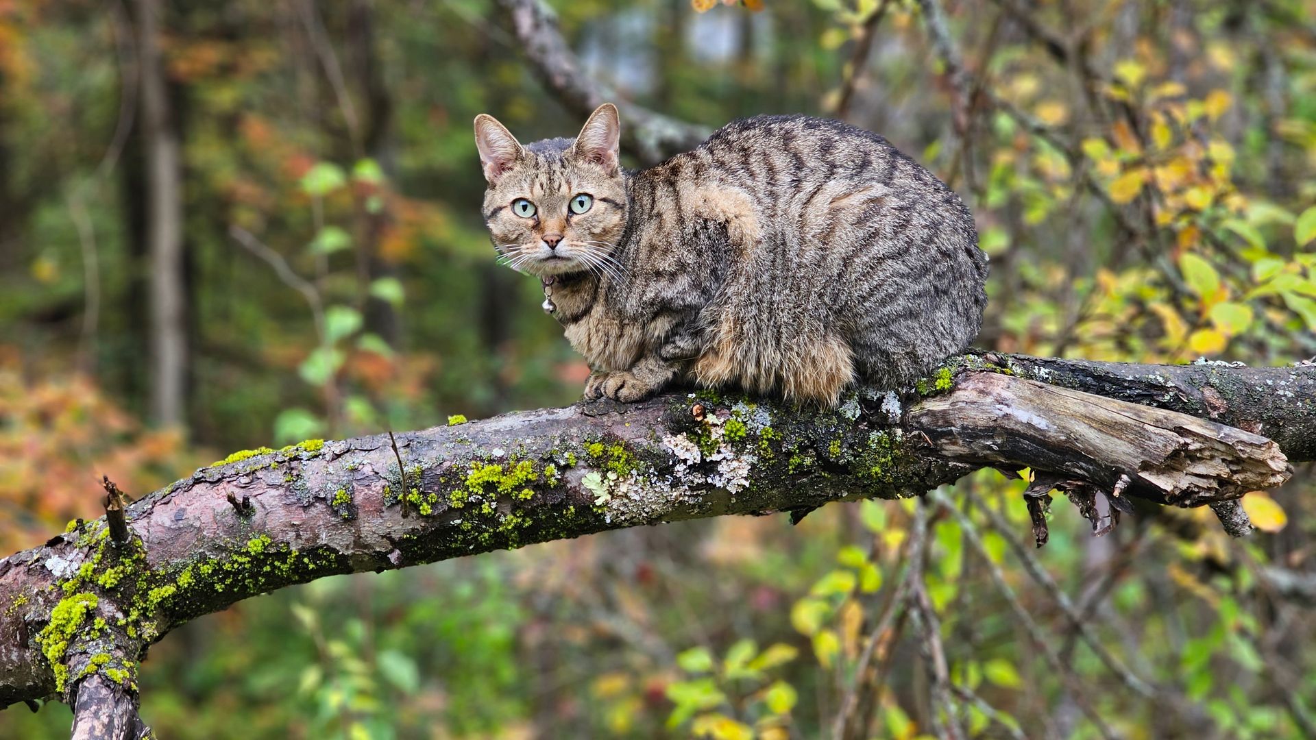 Types of rare cat breeds