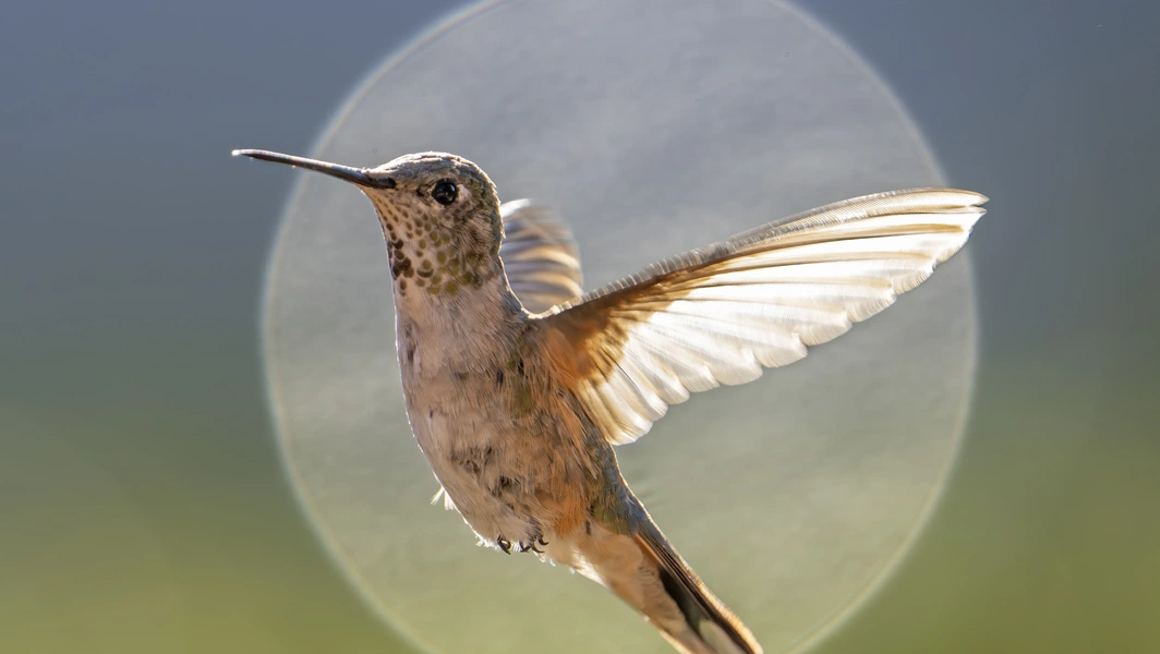 CBS Pittsburgh outlines handheld hummingbird feeding process