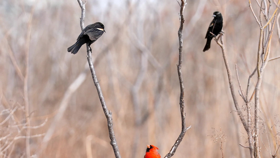 How to make your backyard a cardinal magnet