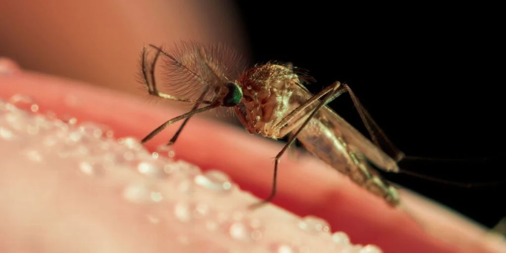 Summer may teach mosquitoes to ignore faded bug repellent, study suggests