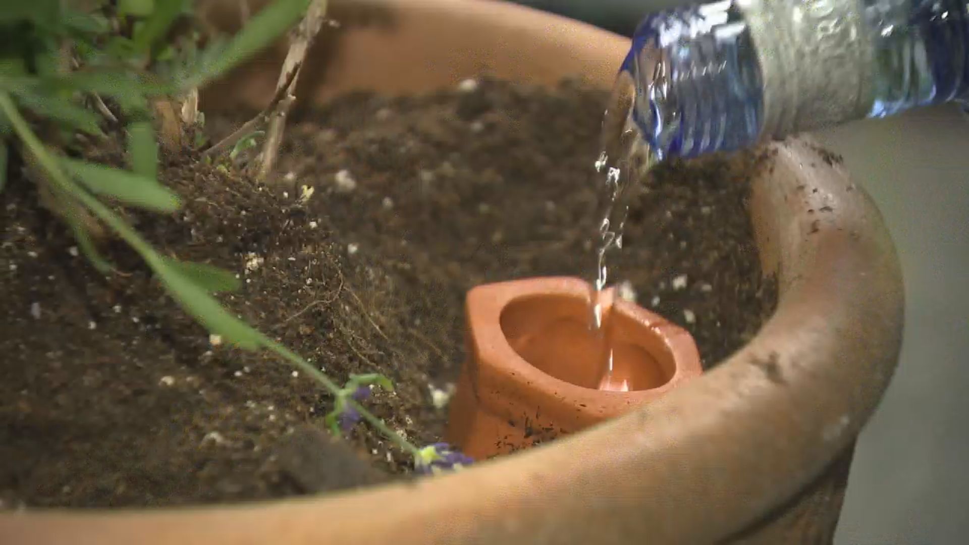 Gardening tips: Tips to conserve water in your garden