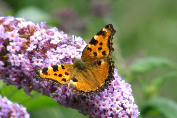 The return of the large tortoiseshell butterfly and its puzzling ...