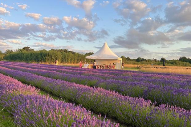 Surrey’s 'secret' lavender garden to open this month with photo spots ...