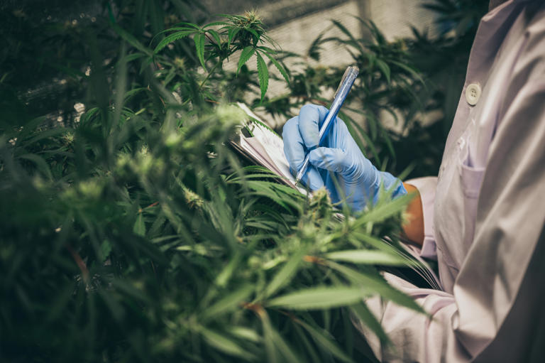 The single biggest cannabis catalyst in years is rapidly approaching: 2 ...