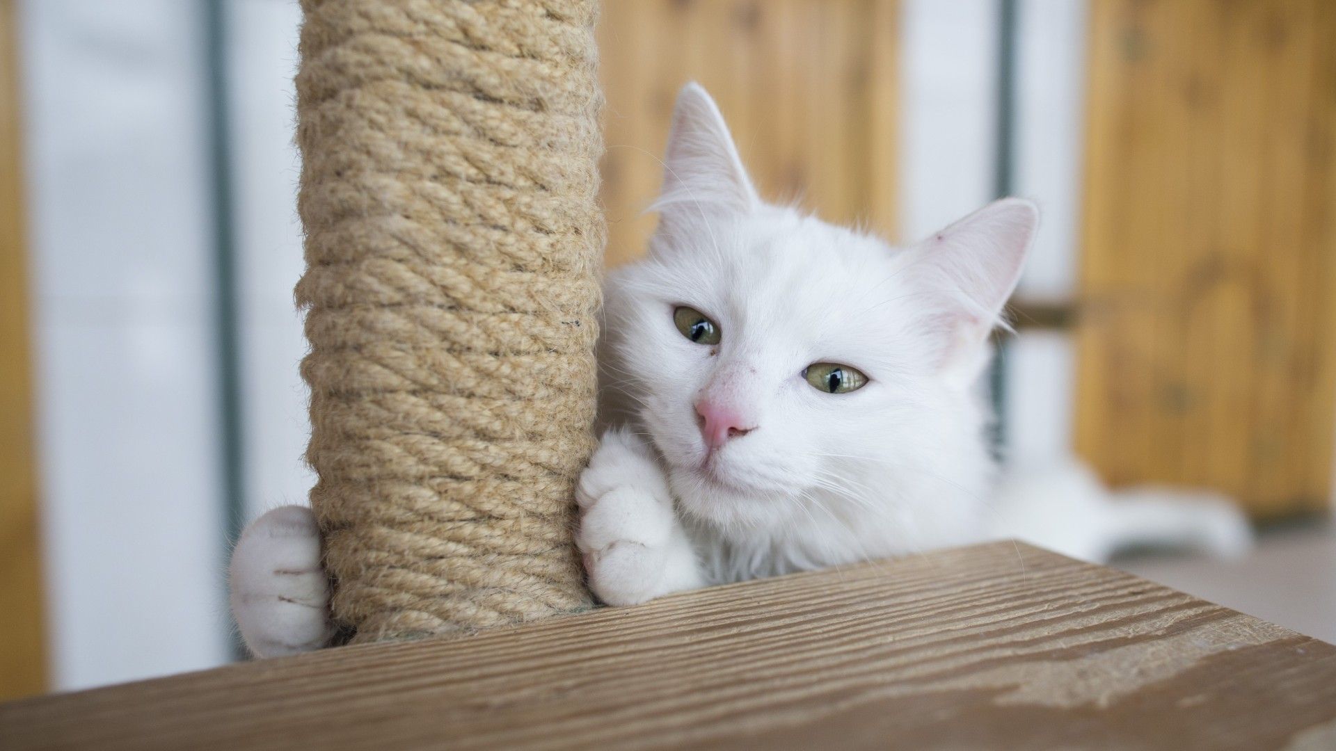 Types of rare cat breeds