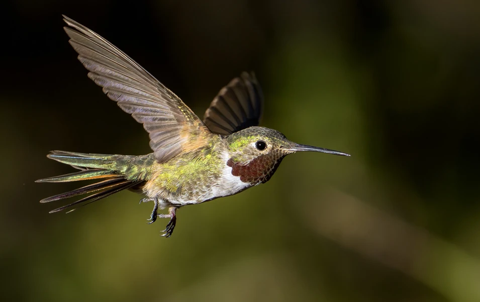 CBS Pittsburgh outlines handheld hummingbird feeding process