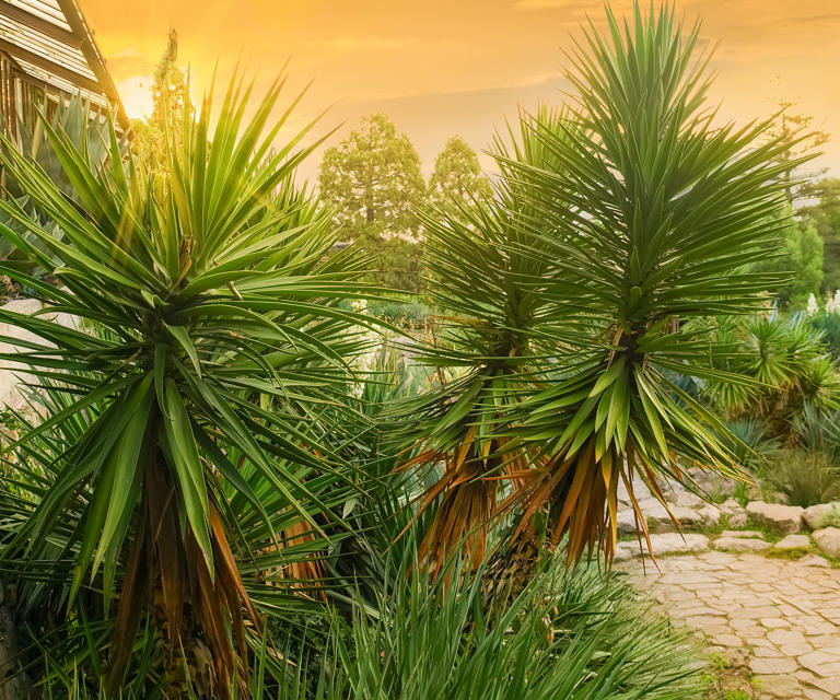 Fire-resistant plants for challenging yards – 7 that survive extreme ...