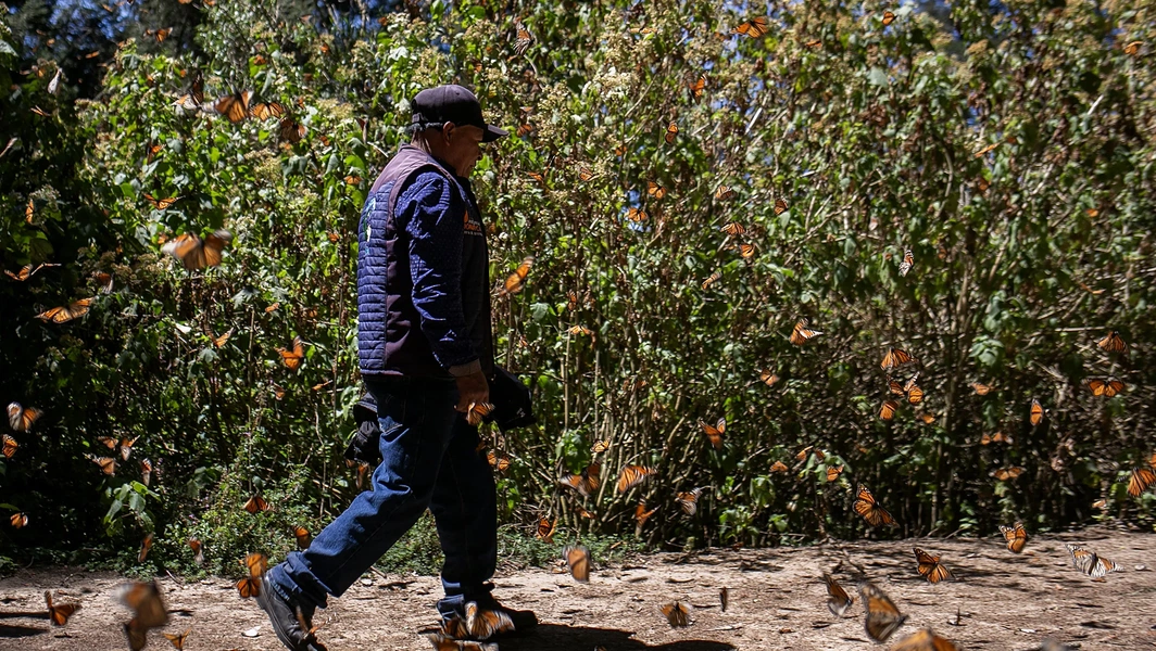 Monarch magic and the fight to save them