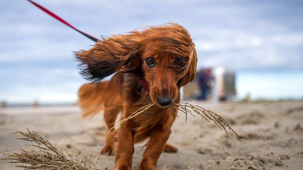 Dachshund gets VIP treatment with her own seat on a beach golf cart