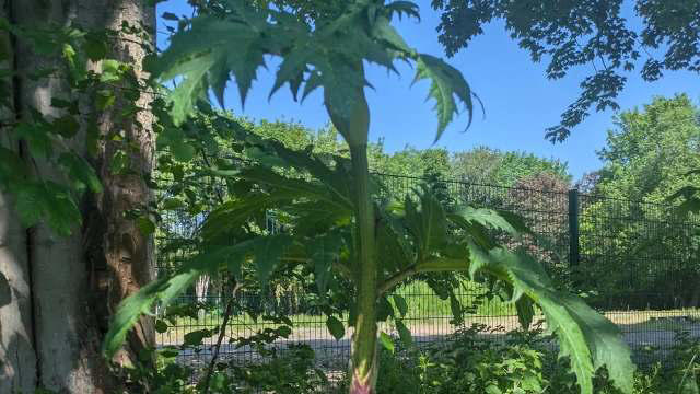 Passerby's photo of towering, pink-spotted plant sparks warnings about ...