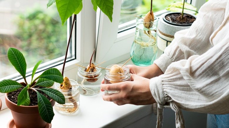 19 indoor fruit trees you can grow indoors for fresh produce year-round