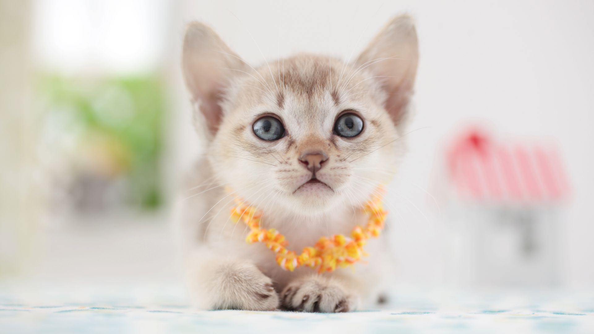 Types of rare cat breeds