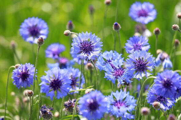 7 low-maintenance flowers to plant now that will attract wildlife to ...