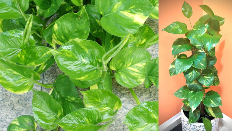 Money plant leaves losing colour? Try these 7 tips for greener, shinier ...