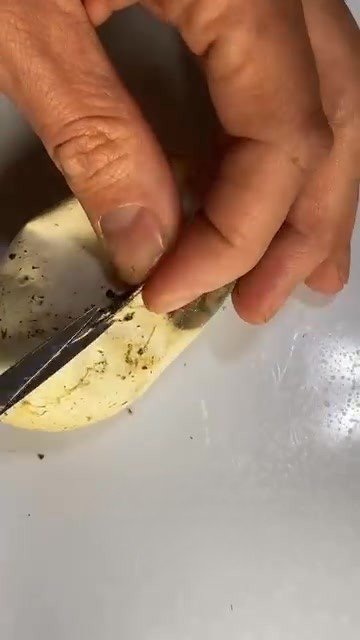 Let's cut open these eggs!