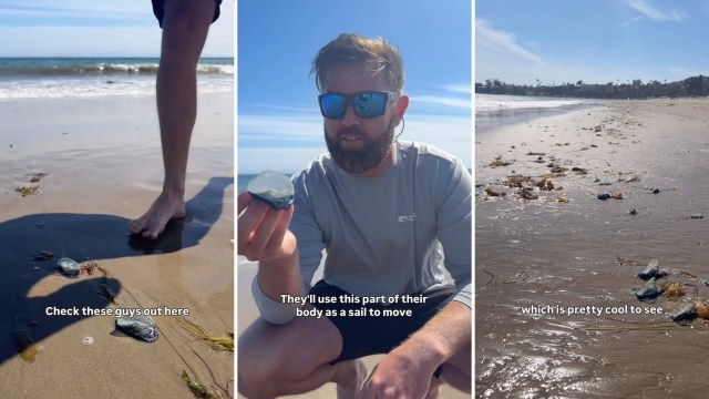 Tens of thousands of bizarre sail-powered sea creatures wash up on ...