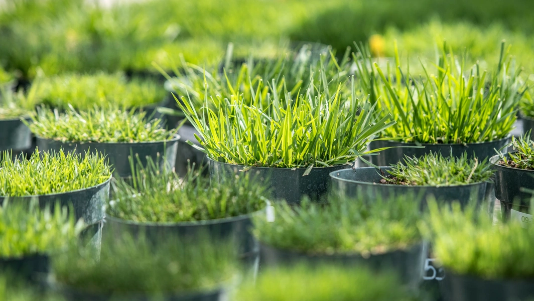 World Cup turf science delivers perfect pitches after years of work