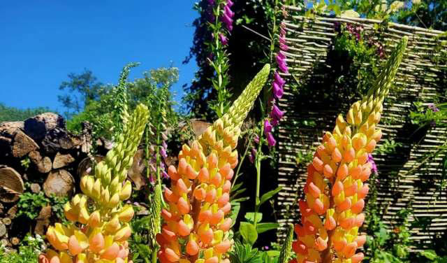 Gardener's fiery 'gladiator' plant stops flower lovers in their tracks
