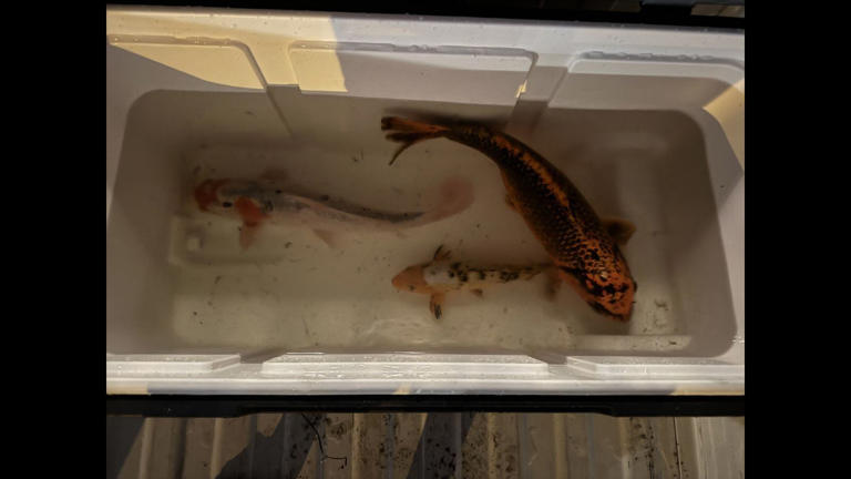 Koi fish stolen from pond at Mishawaka business are recovered