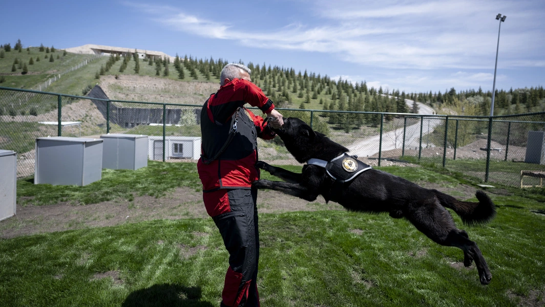 Experts reveal top guard dog breeds for safety and family life