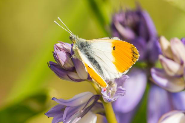 Beautiful butterfly found in damp meadows, woodland edges, riverbanks ...