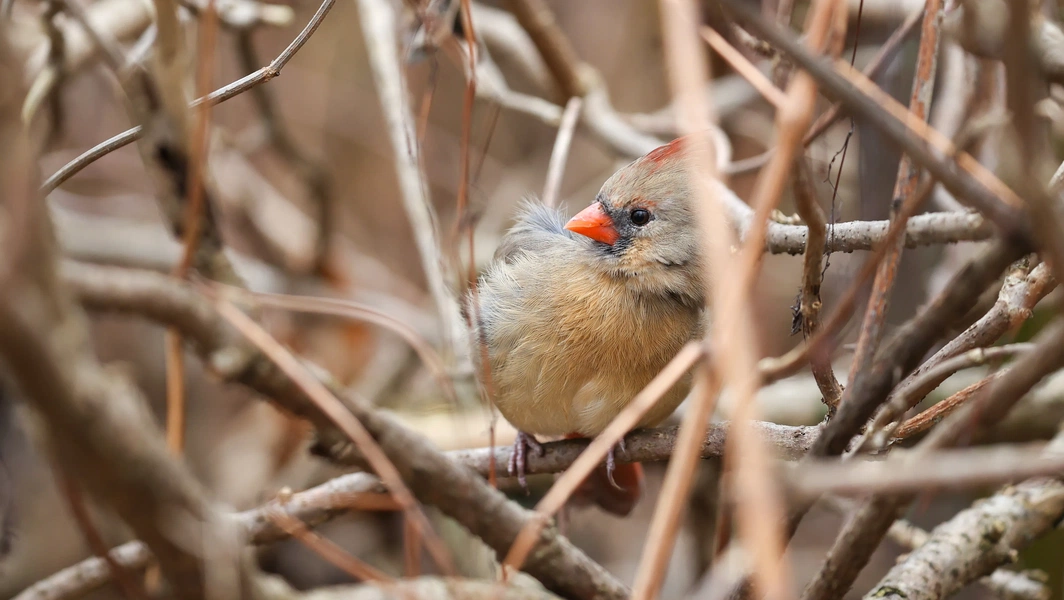 How to make your backyard a cardinal magnet