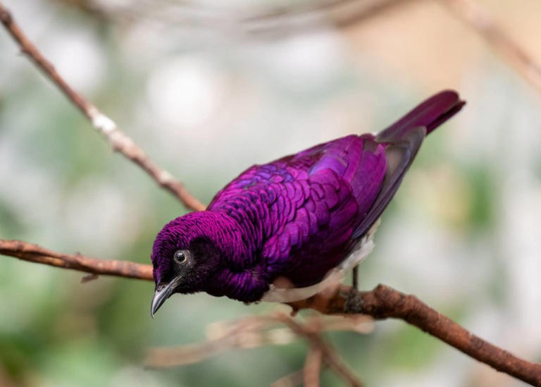Discover the stunning amethyst starling: The most colorful bird in nature
