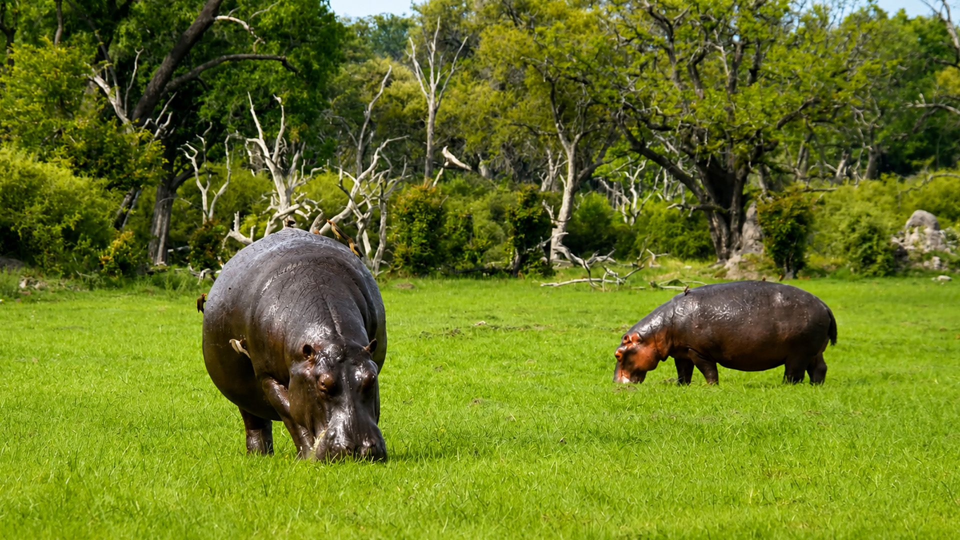 One of Africa's most dangerous grazers