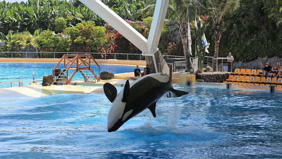 La encrucijada de Wikie y Keijo, las dos orcas atrapadas en un zoo ...