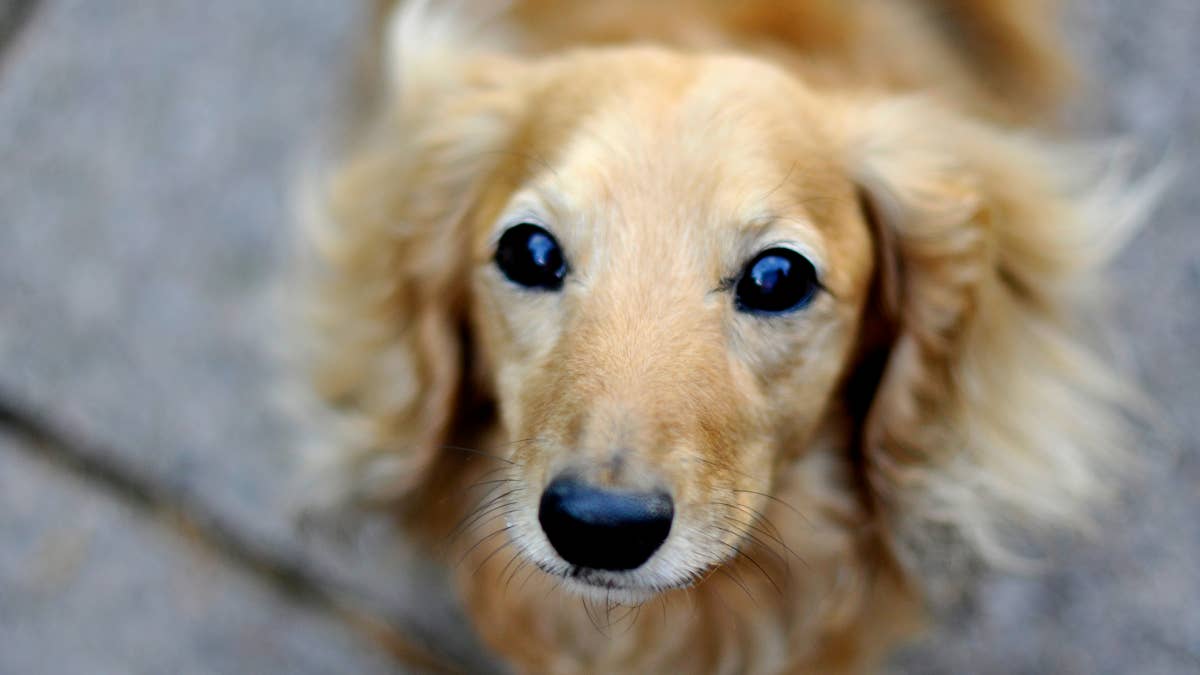 Mini dachshund’s face swells up like a cartoon character after venomous ...