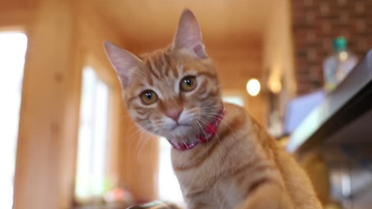10 things cats only do with people they deeply love