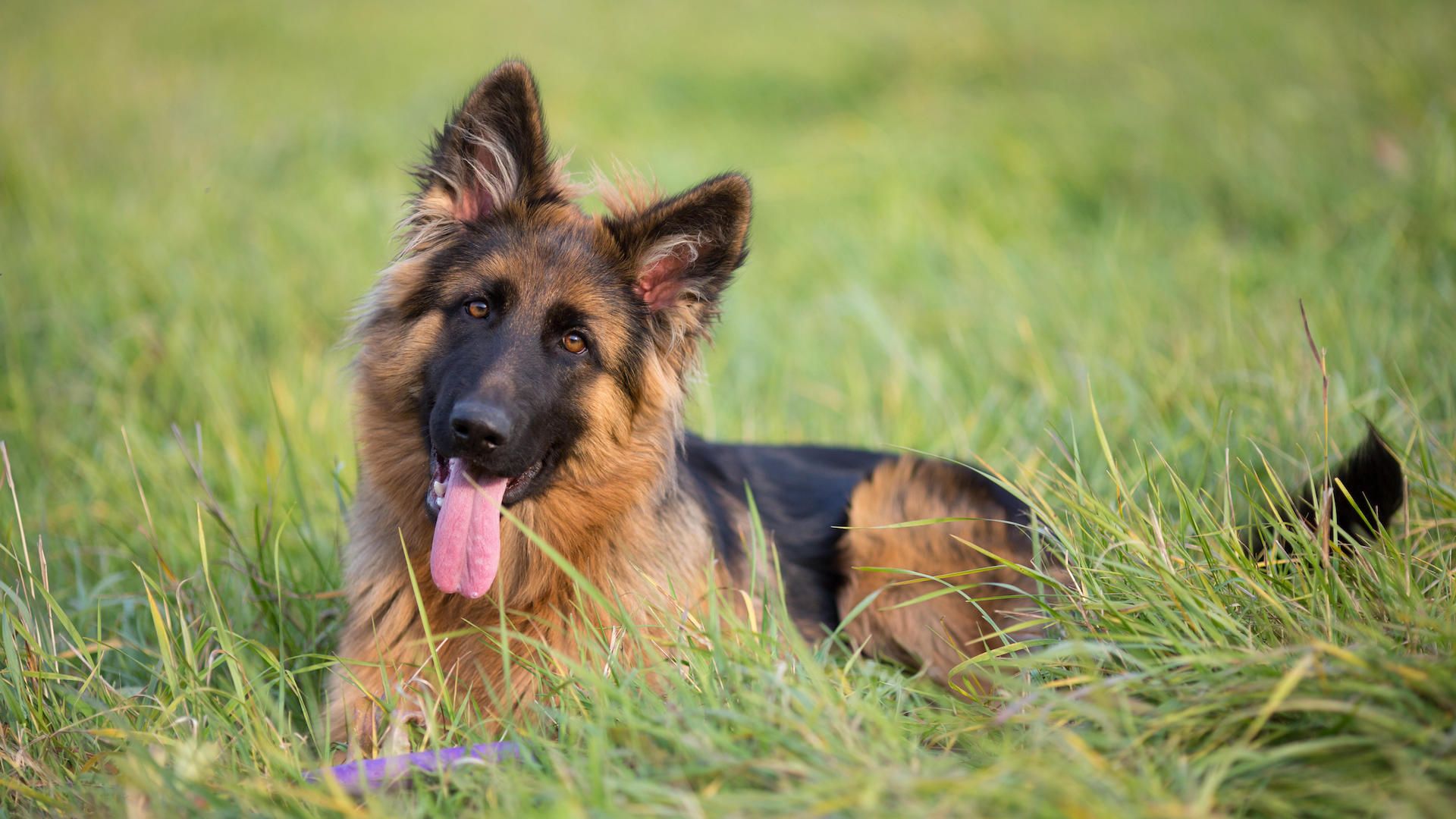 Obedient large breeds who love to follow orders